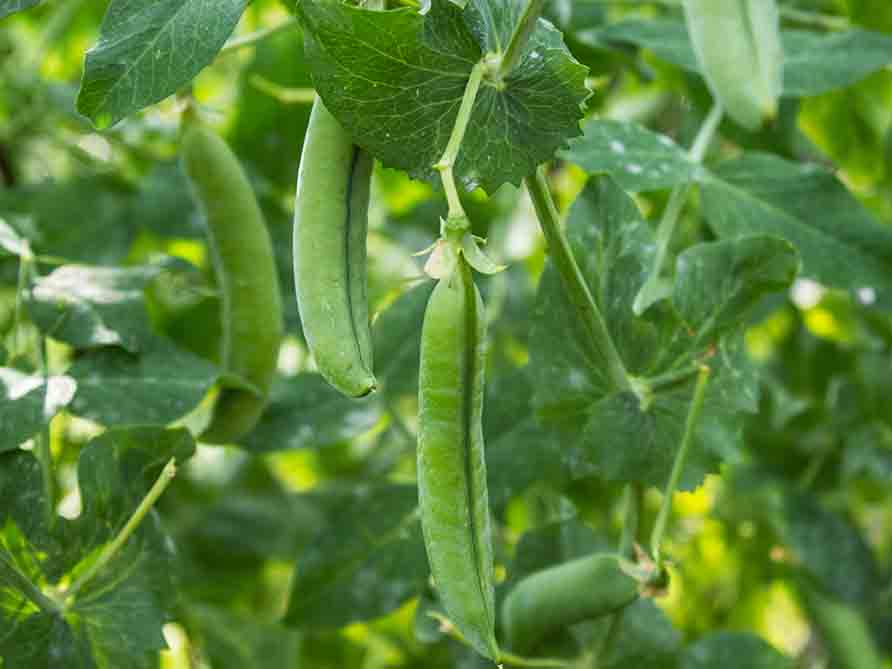 A History of Soybeans in Japanese Food Culture - Fuji Protein Foundation