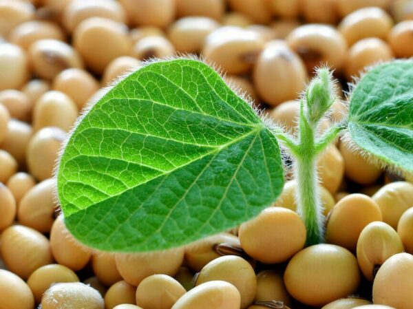 A single bean, holding endless possibilities...... - Fuji Protein ...